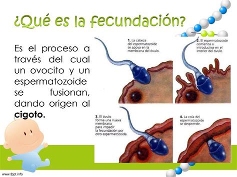 PPT Fecundación implantación y embarazo PowerPoint Presentation