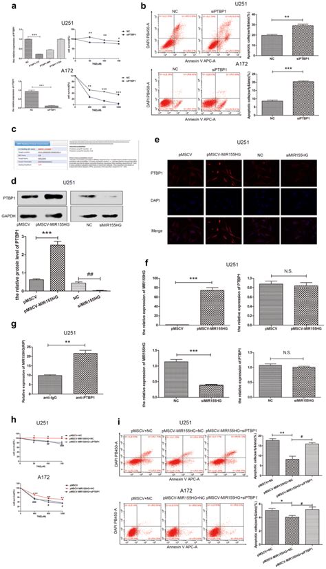 MIR155HG Promotes The TMZ Resistance Of Glioma By Regulating PTBP1 A