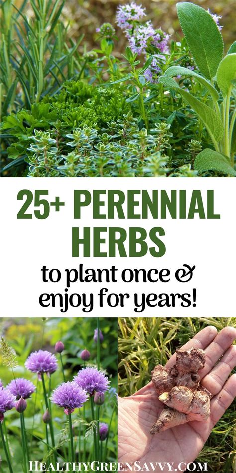 25 Perennial Herbs To Grow In Your Garden Medicinal Herbs Garden