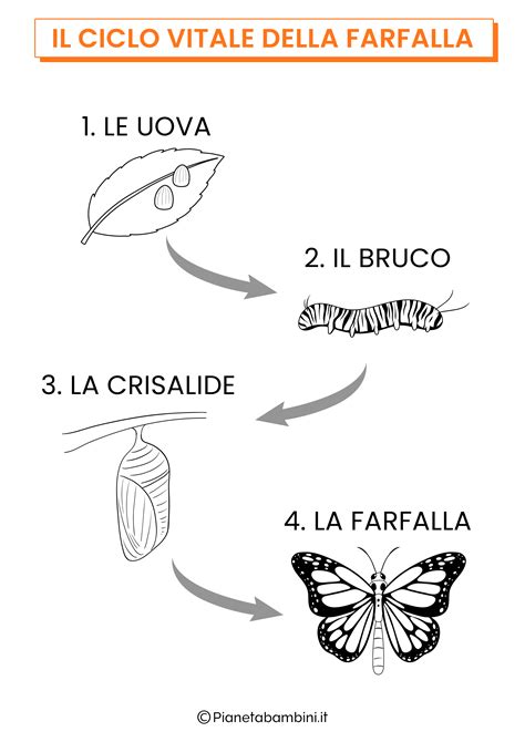 Il Ciclo Vitale Della Farfalla Da Colorare Pianetabambini It