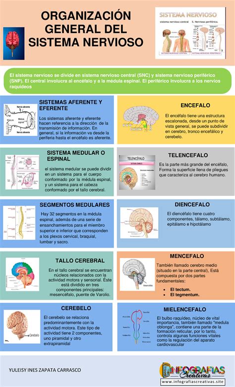 Bases Biologicas Infografia El Sistema Nervioso Se Divide En Sistema