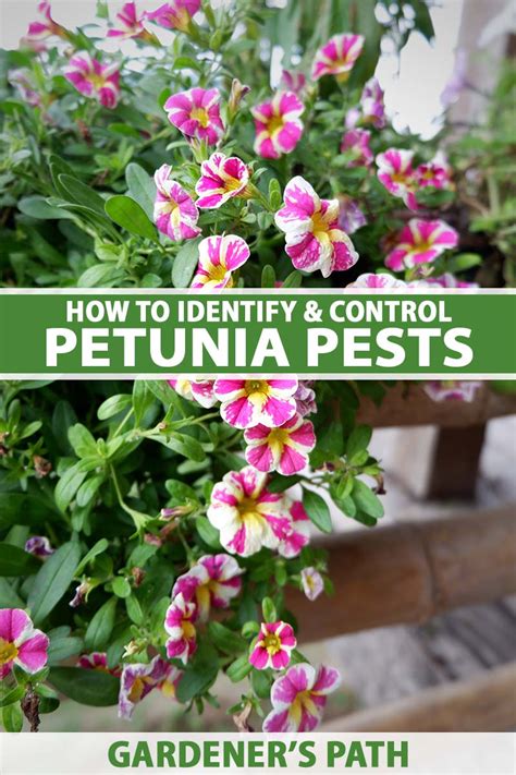 Cómo identificar y manejar las plagas comunes de petunia Mi Diario De