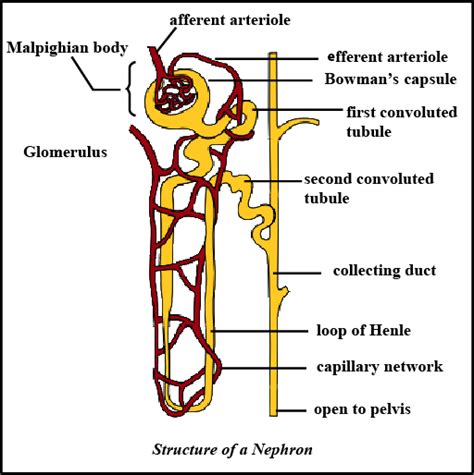 Draw And Label The Diagram Nephron