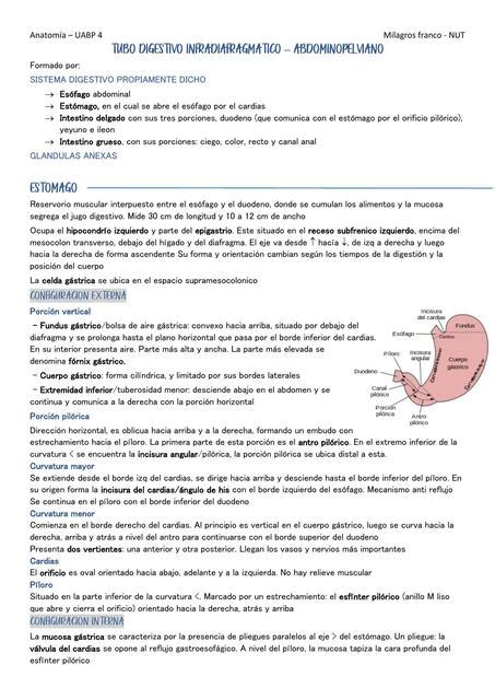 Anatomía sistema digestivo infra diafragmático Milagros Franco uDocz