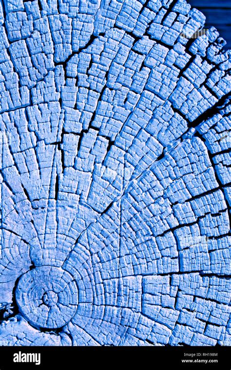 Oak tree cross section Fotos und Bildmaterial in hoher Auflösung