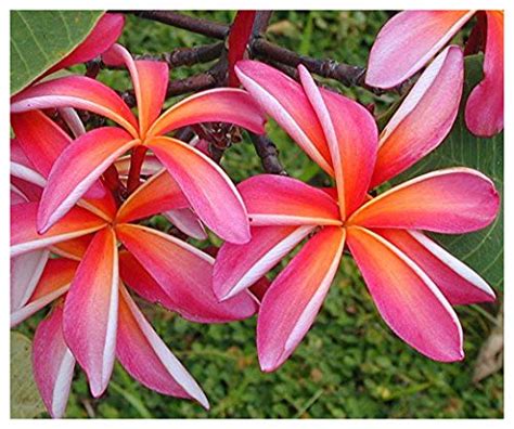 Growing Plumeria How To Care For Frangipani Gardeners Path