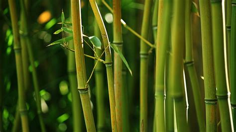 HD Wallpaper Green Bamboo Tree And Two Birds Painting Nature Plant