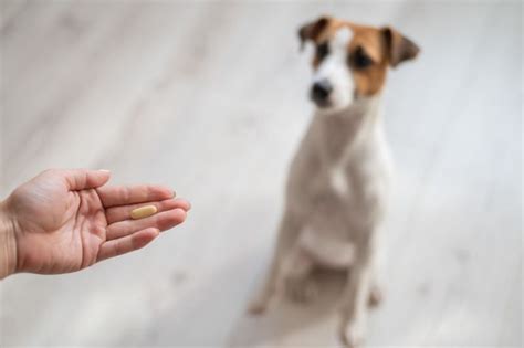 Comment donner un médicament à son chien Blog Wouf Wouf