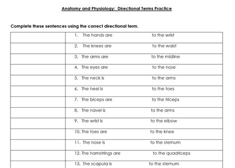 A P I Lab Exercise Anatomical Position Directional Terms Body
