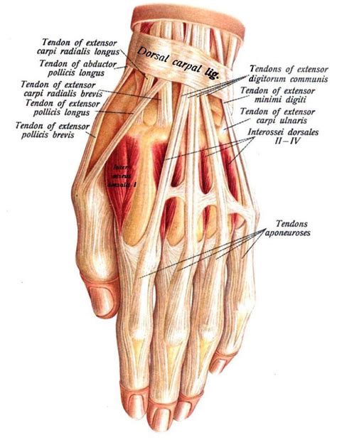 Anatomia dos Tendões Extensores na Mão