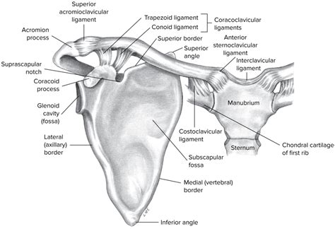 Chapter Shoulder Girdle Diagram Quizlet