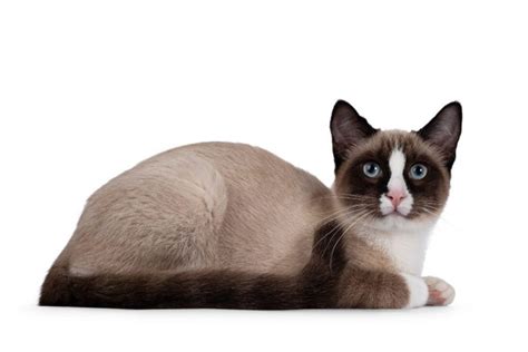 Cuántos años vive un gato Snowshoe Blog de ADOPTA un Animal