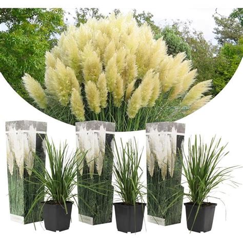 Cortaderia Selloana Set De Pampa Plante Blanc Herbe De La Pampa