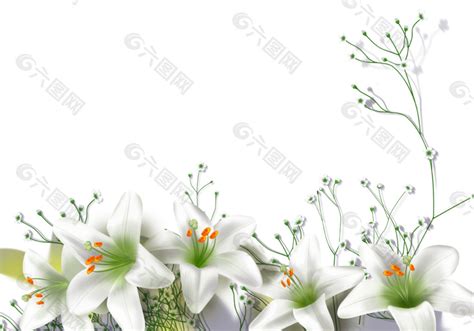 百合花高清素材设计元素素材免费下载 图片编号 1356870 六图网