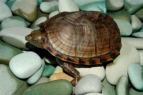 Escritorio De Imagen De Tortuga Fondo De Pantalla Hd Wallpaperbetter