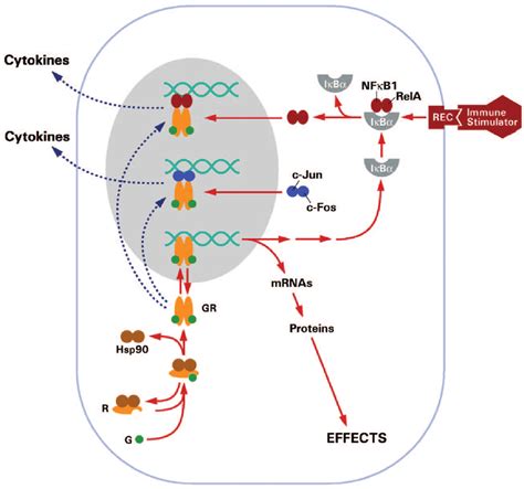Glucocorticoid Pathway