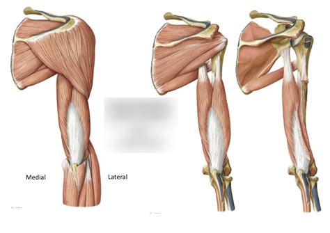 Posterior Arm Diagram Quizlet