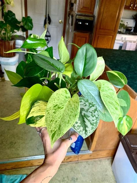 How To Grow Different Pothos Together In One Pot Indoor Garden Web