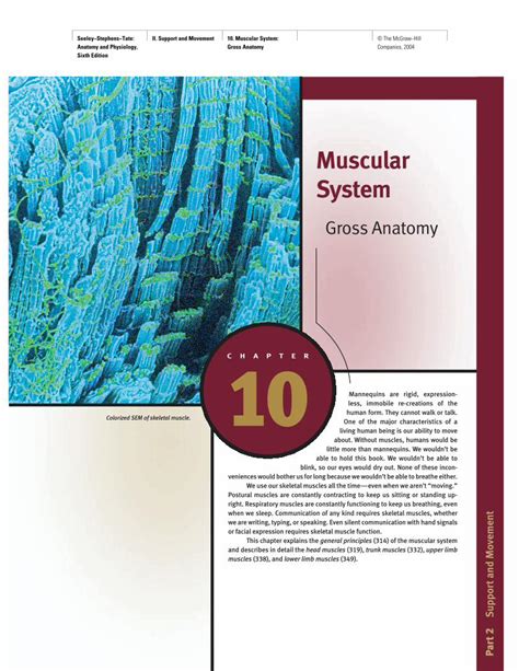 PDF 10 Muscular System Gross Anatomy DOKUMEN TIPS