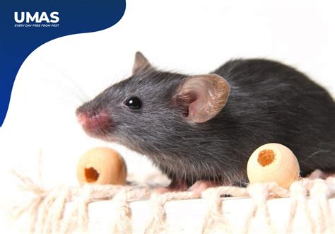 Luka Gigitan Tikus Dan Pertolongan Pertama Yang Efektif
