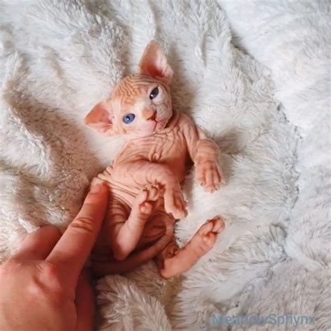 13 Convincingly Cute Sphynx Cats Милые котики Смешные фотографии