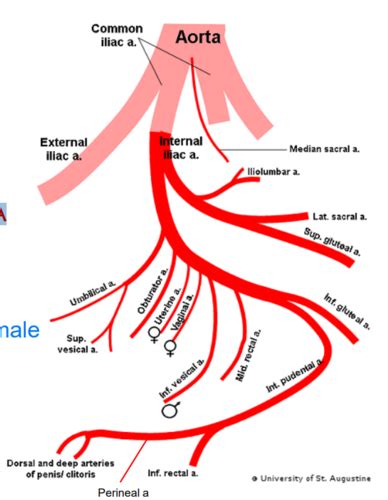 Ga Pelvis And Perineum Flashcards Quizlet