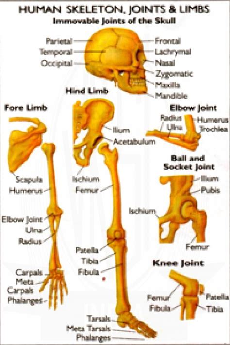 Human Skeleton Joints Limbs Chart