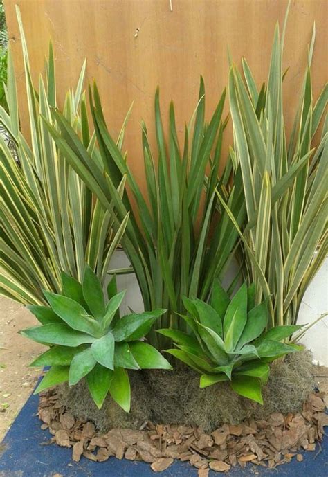 Plantas Para Jardim Conhe A Esp Cies Tipos E Fotos De Plantas