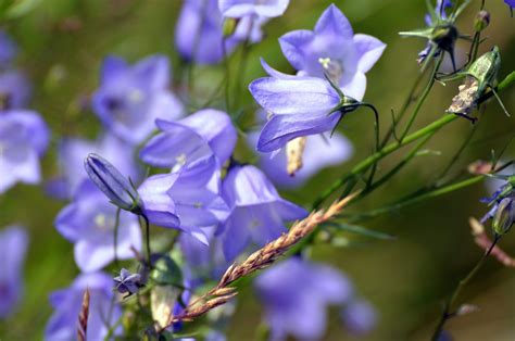 Blåklocka Blommor Gratis foto på Pixabay