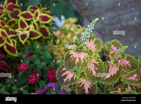 Coleus Inflorescence Hi Res Stock Photography And Images Alamy