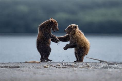 Bears Birds And Kangaroos Comedy Wildlife Photo Awards Weis
