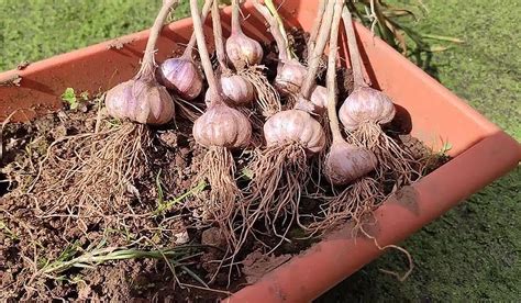 Como Plantar Alho Em Casa Passo A Passo Folha Da Terra