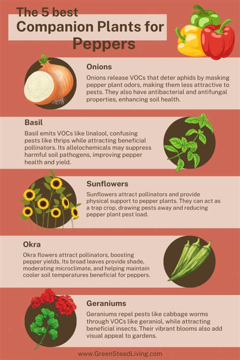 The 5 Best Companion Plants For Peppers