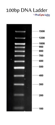 100 Bp DNA Ladder