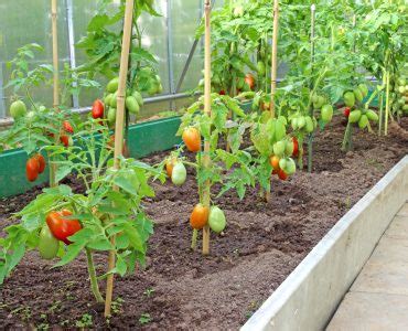 Nunca Plantes Tomates Y Cebollas En El Mismo Lugar Un Experto Explica