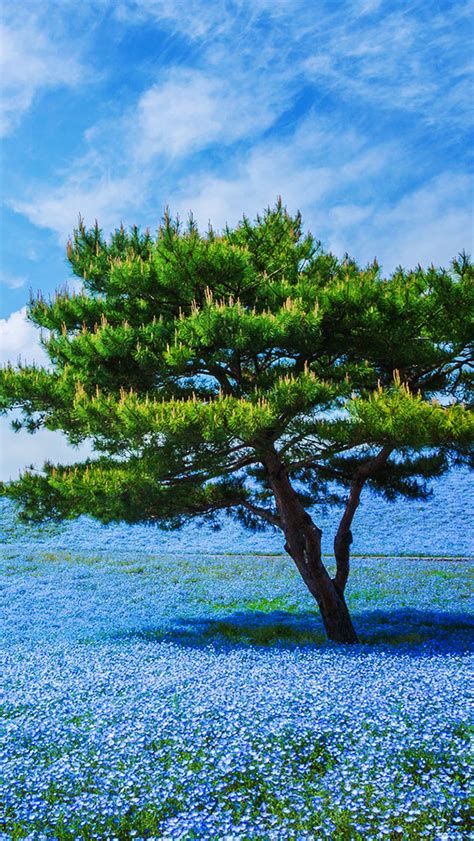 Drzewo Na Polu Porcelanek Menziesa W Hitachi Seaside Park Tapeta Na