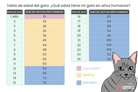 Calcula la edad de tu gato guía práctica y sencilla Mascotario