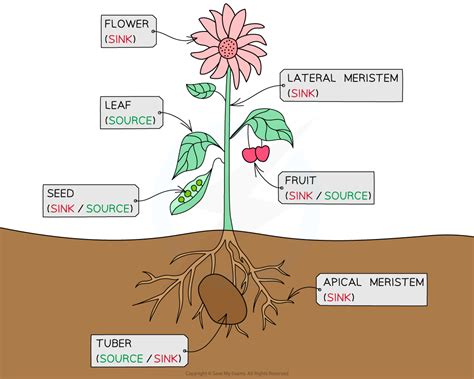 Xylem And Phloem A Plants Source And Sink Anna39s Plants