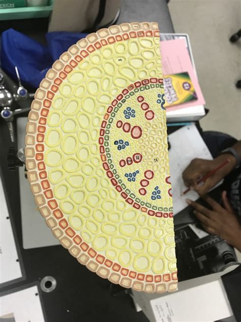 Monocot Root Diagram Quizlet