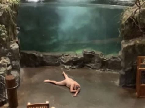Man Arrested After Naked Swim In Aquarium At Sporting Goods Store In