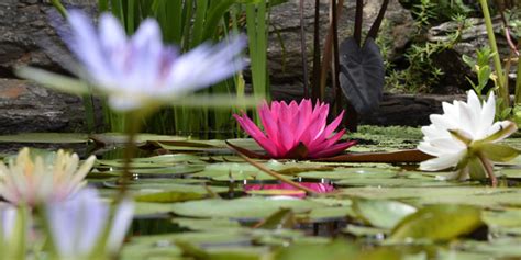 50 PLANTAS ACUÁTICAS Nombres Y Características Con 56 OFF