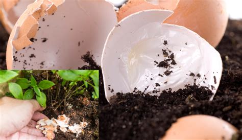 5 Fertilizantes Naturales Que Debes Poner A Tus Plantas Nouhadri