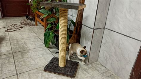 Cómo Hacer Un Rascador Para Gatos Casero homify