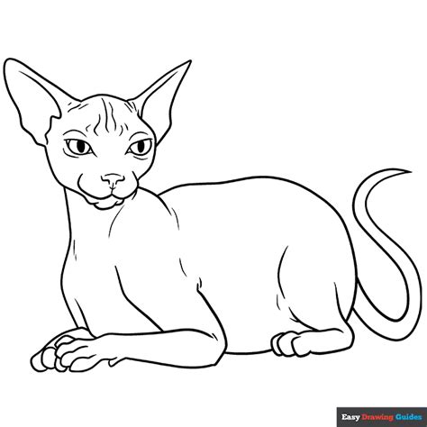 Sphynx Cat Coloring Page Easy Drawing Guides