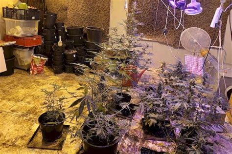 Hodowla marihuany w Jastrzębiej Górze Policjanci zlikwidowali domową
