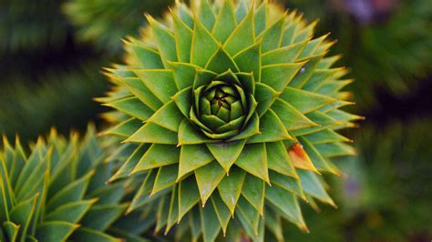 La Art Stica Geometr A De La Naturaleza Meer
