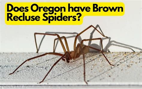 Does Oregon Have Brown Recluse Spiders The Spider Blog