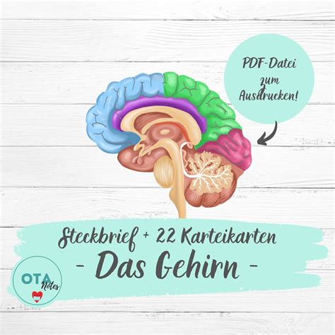 DAS GEHIRN Lernzettel Karteikarten Pflege Anatomie Physiologie
