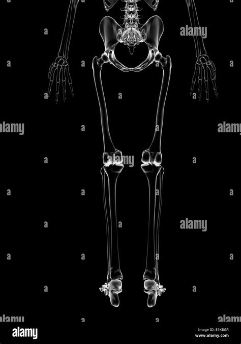 Human Leg Bones Computer Artwork Stock Photo Alamy