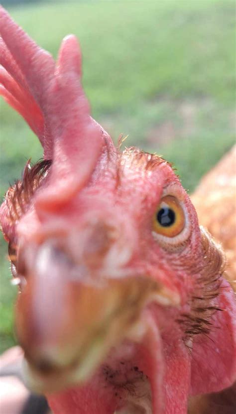 Chicken Blank Template Imgflip
